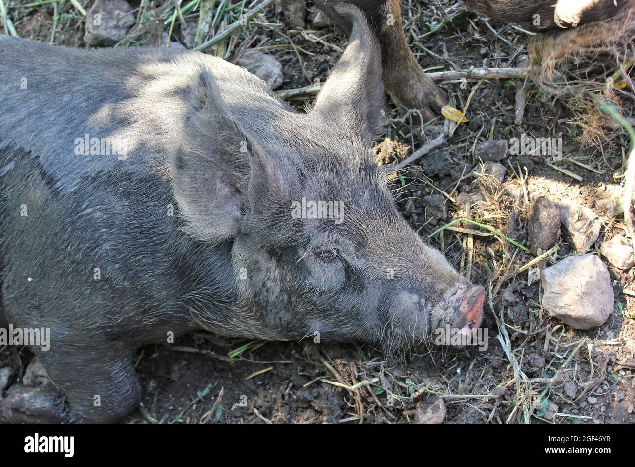 A muddy pig and hog hanging around the dirty pig pen on a bright sunny ...