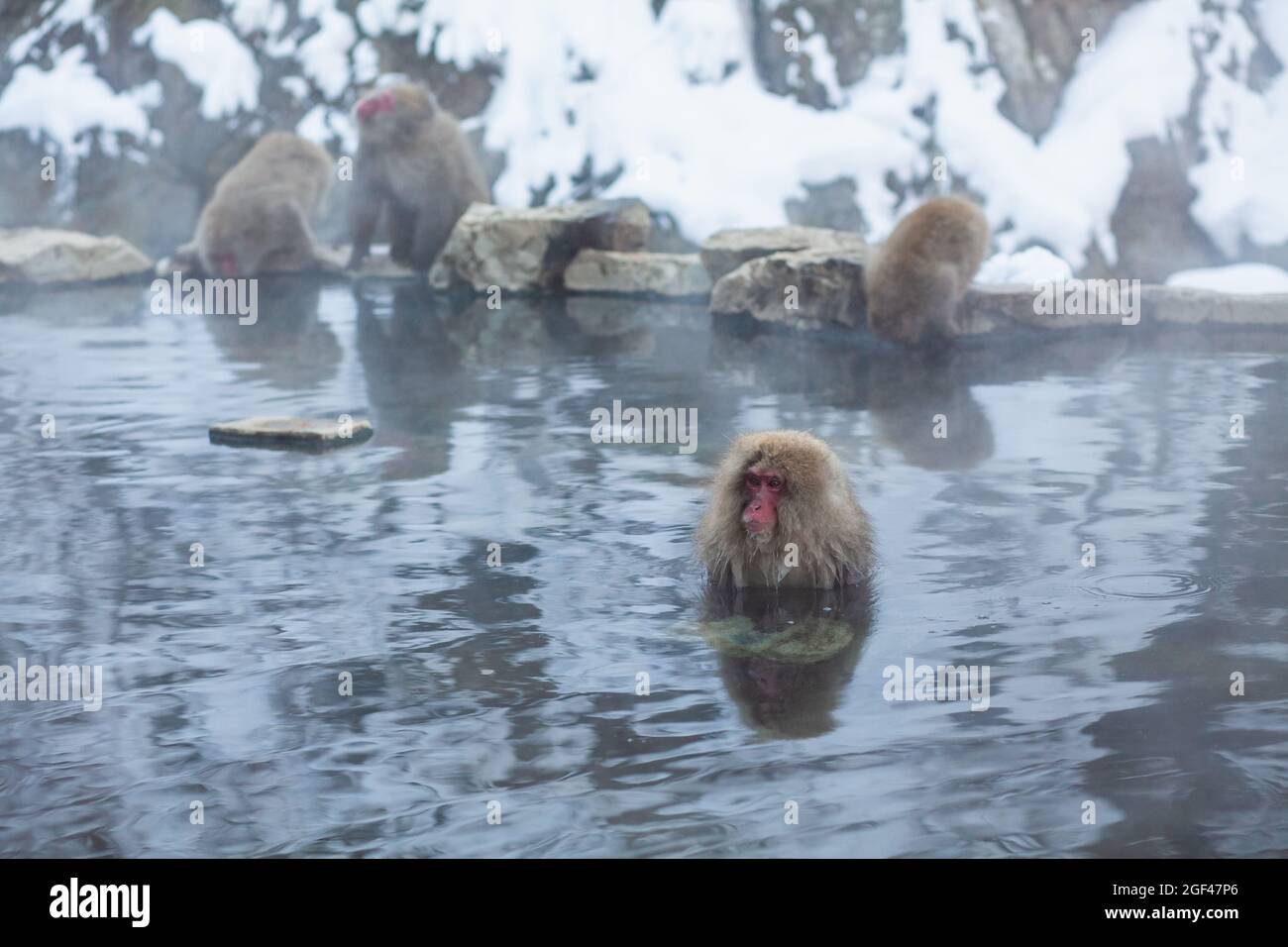 Japanese snow monkey soaking in the hot spring Stock Photo - Alamy