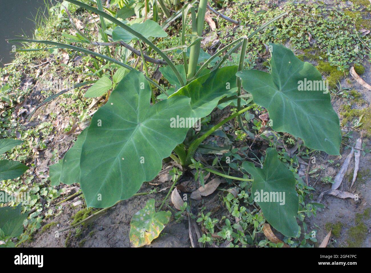 Cucumber or Magnolia Acuminata Stock Photo - Alamy