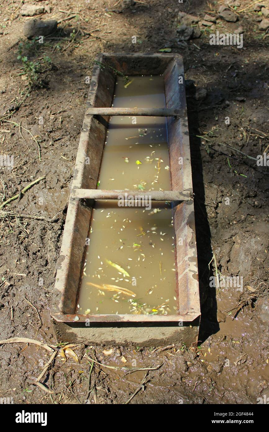An animal water trough in the pen on a bright sunny summer day Stock ...