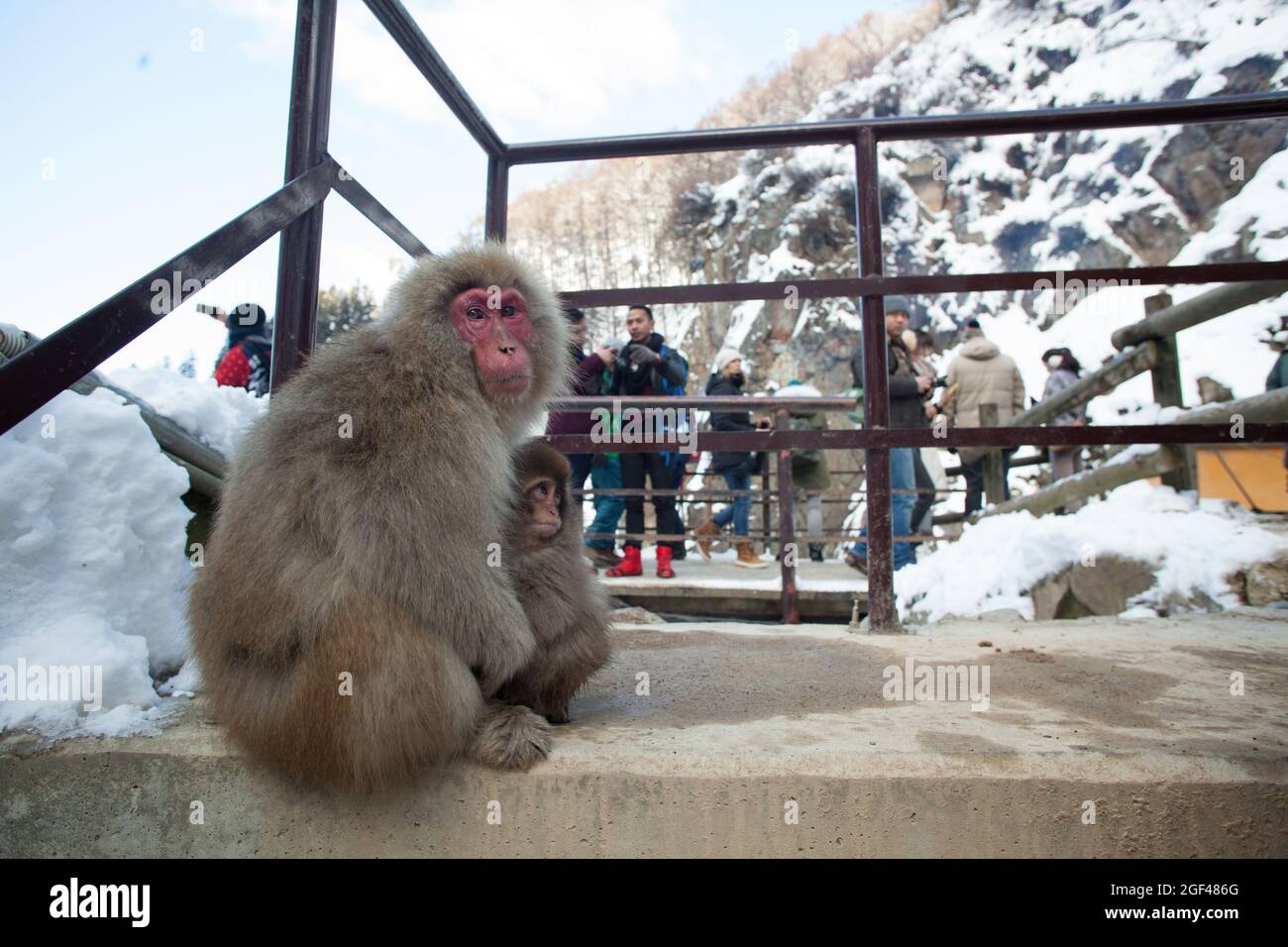 Japanese snow monkey mother hugging its baby Stock Photo - Alamy