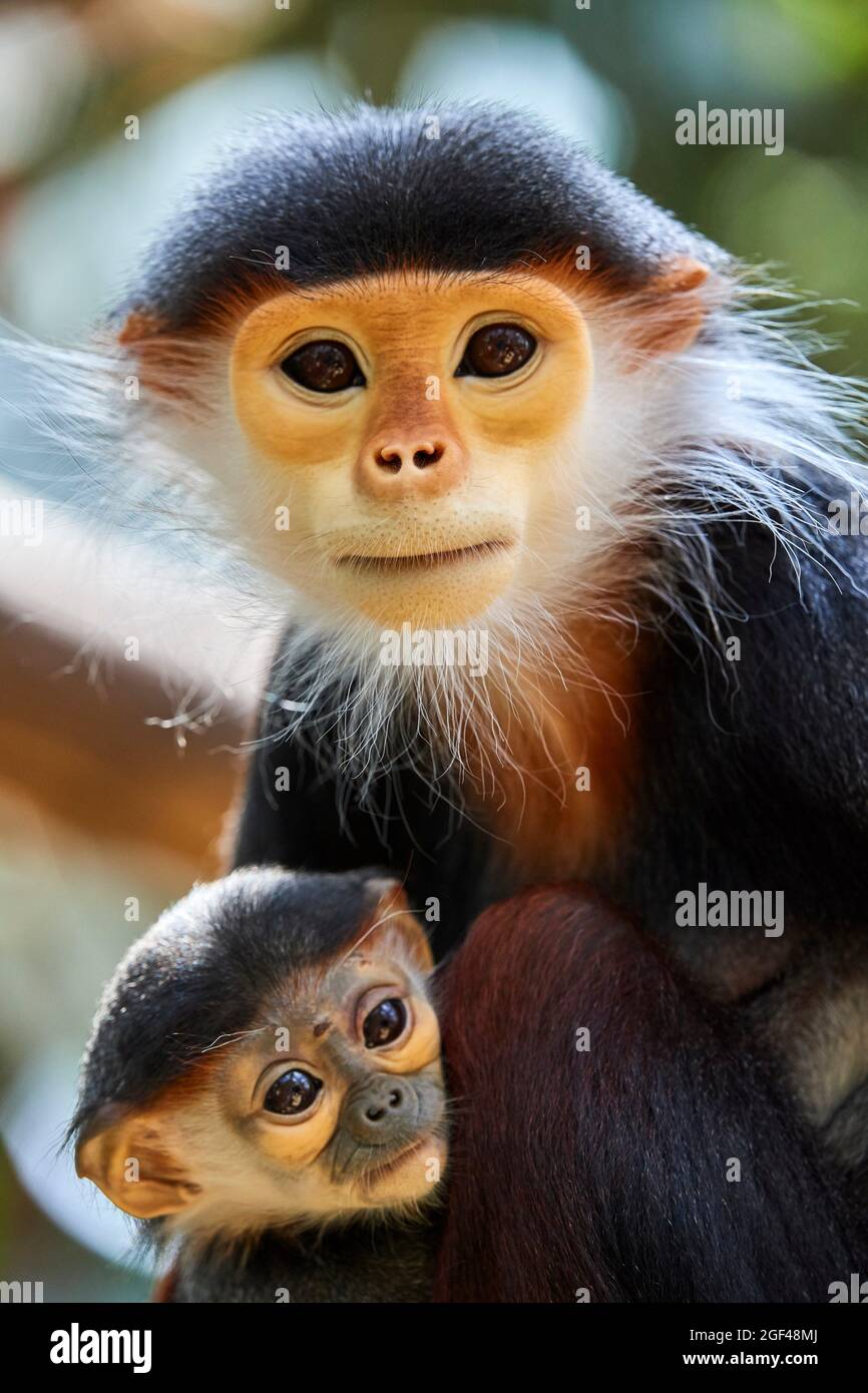 Cute monkey baby hi-res stock photography and images - Alamy