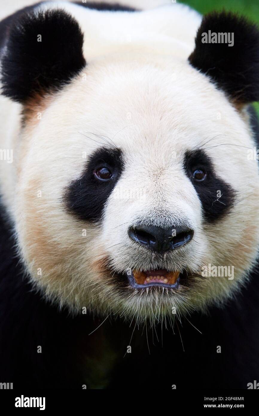 Panda up close hi-res stock photography and images - Alamy