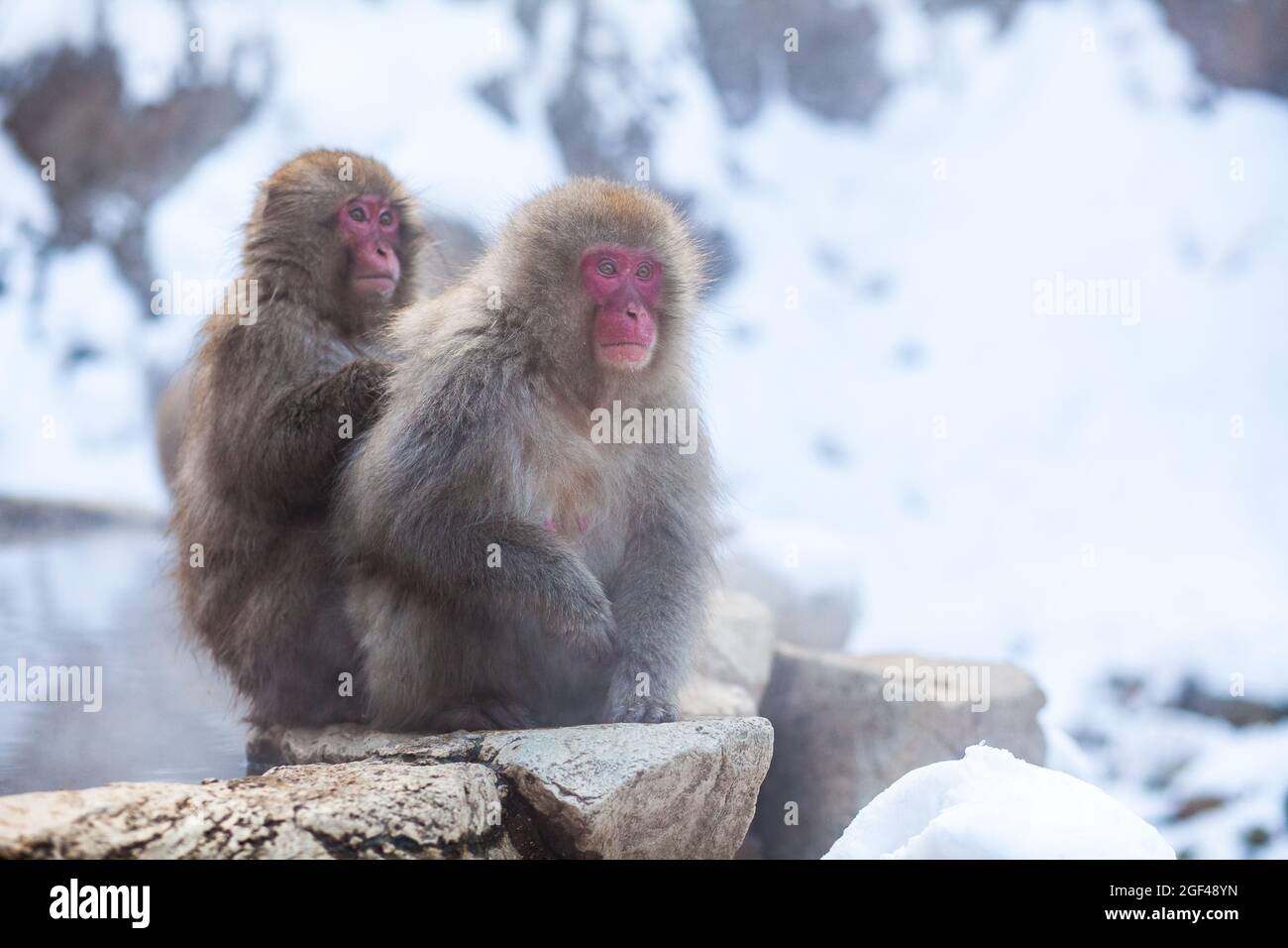 Japanese snow monkeys sitting on the stone above the hot springs Stock ...