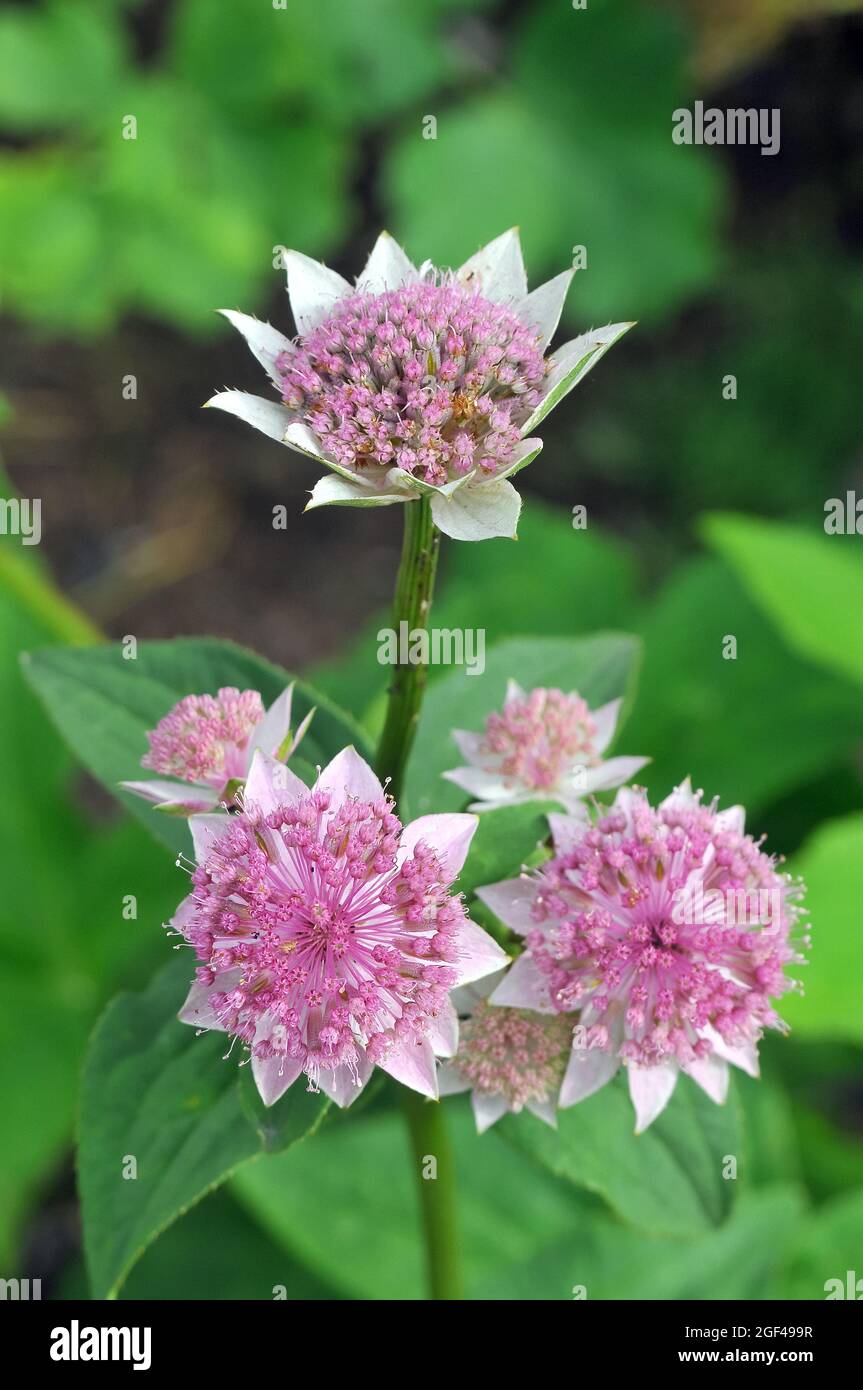 largest masterwort, Astrantia maxima, rózsaszínű völgycsillag, Europe ...