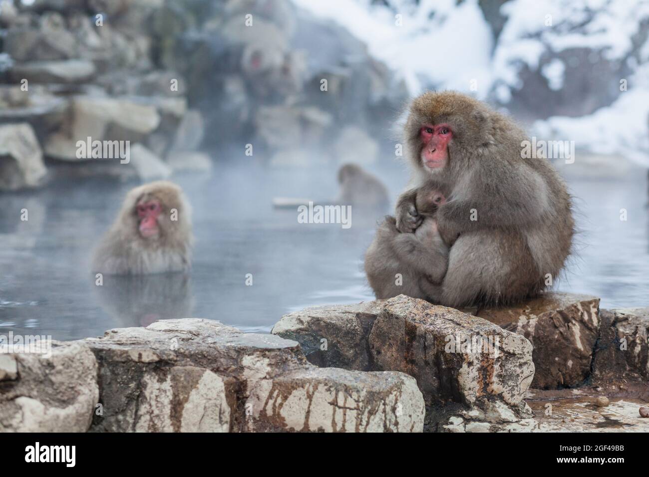 Japanese snow monkey mother breastfeeding her baby Stock Photo - Alamy