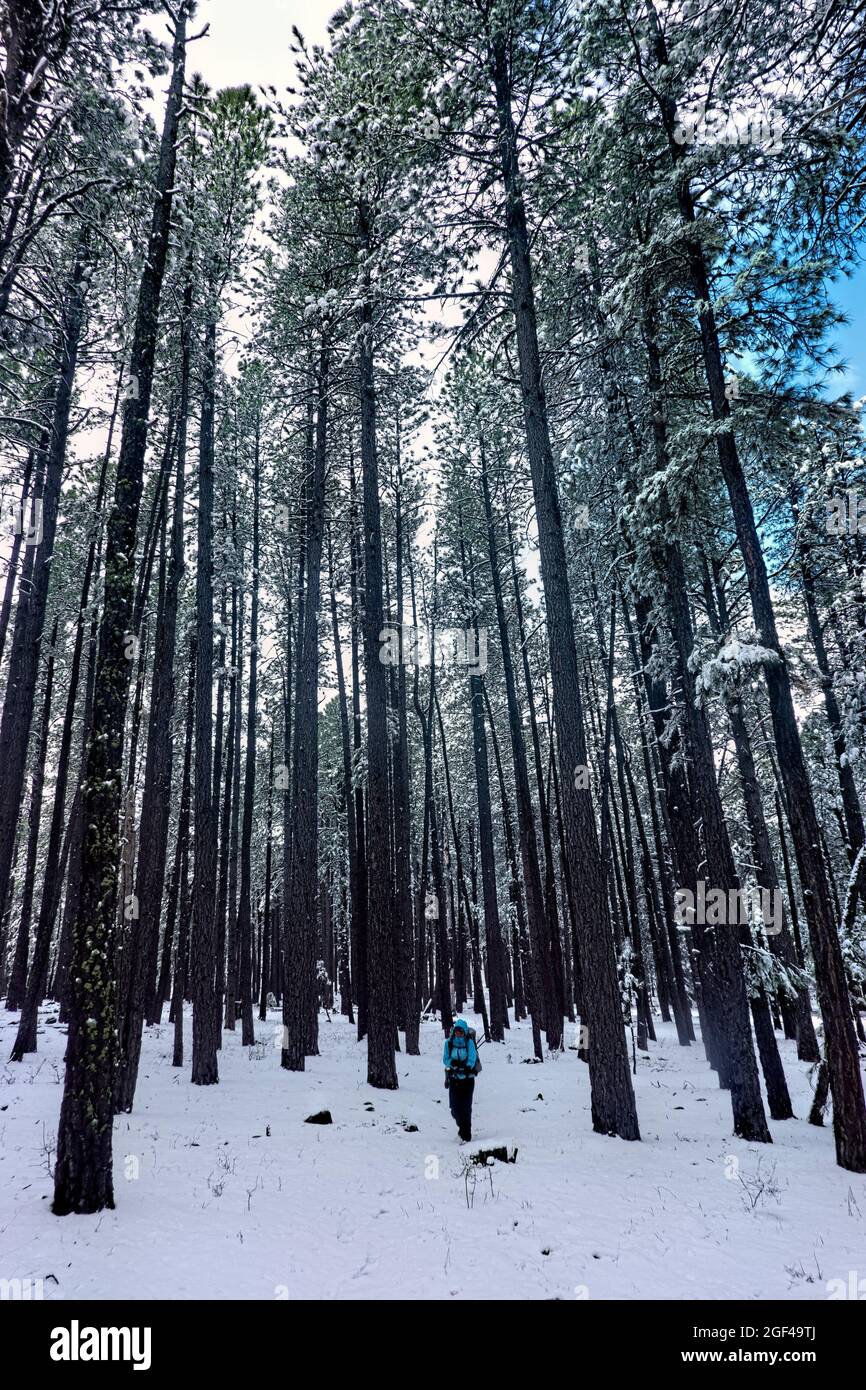 Mogollon rim snow hi-res stock photography and images - Alamy