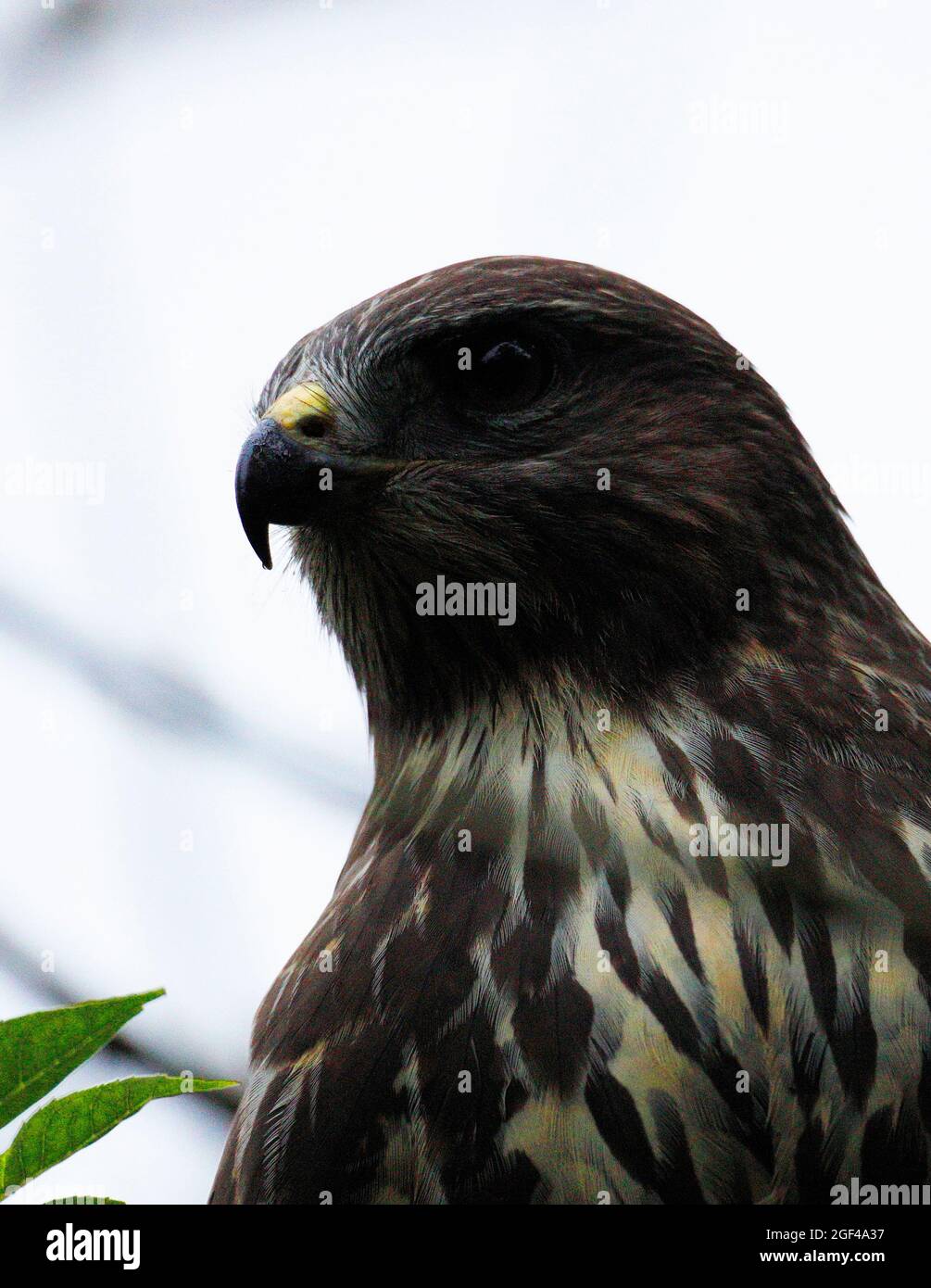 Piercing eye hi-res stock photography and images - Alamy