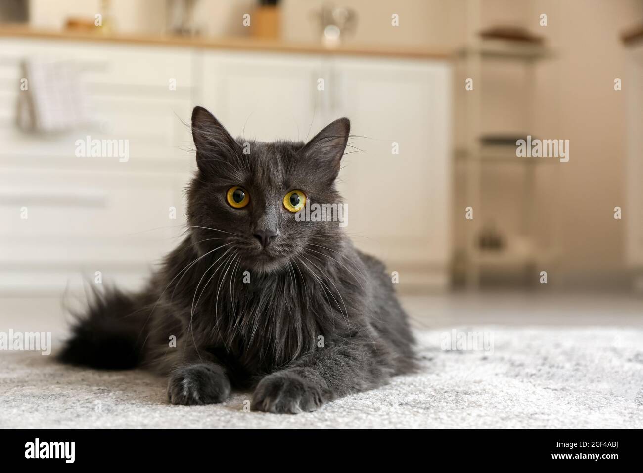 Cute grey cat at home Stock Photo - Alamy