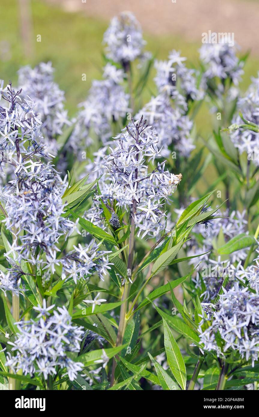 blue star, Amsonie, Amsonia tabernaemontana, széleslevelű csillagmeténg ...