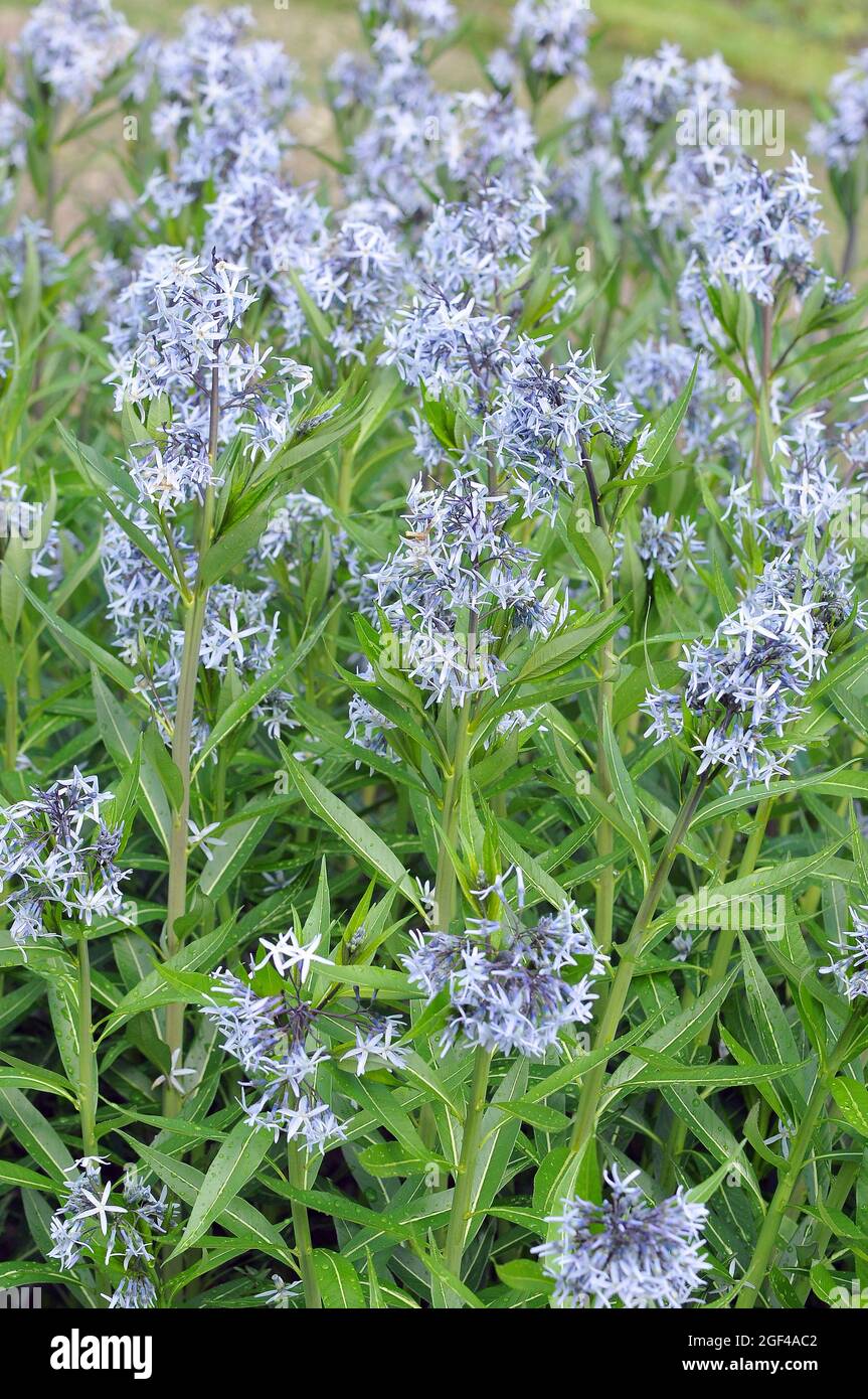 blue star, Amsonie, Amsonia tabernaemontana, széleslevelű csillagmeténg ...