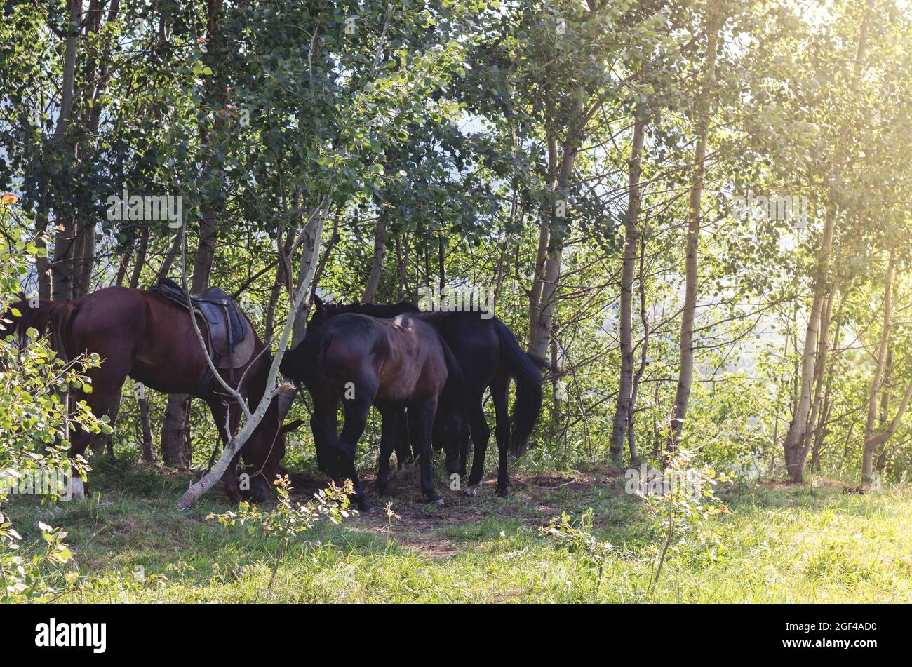 Horses graze in the shade of trees. Herd of sled horses Stock Photo - Alamy