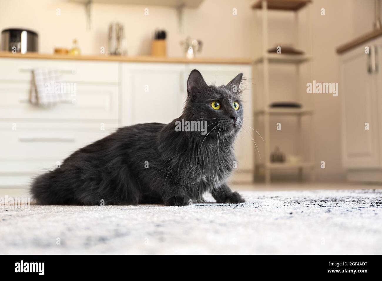 Cute grey cat at home Stock Photo - Alamy
