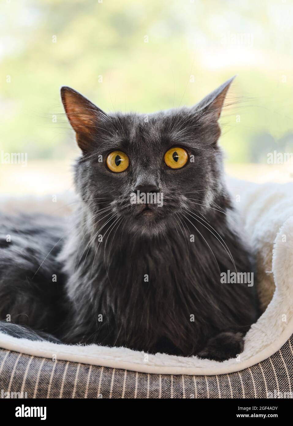 Cute grey cat in pet bed at home Stock Photo - Alamy