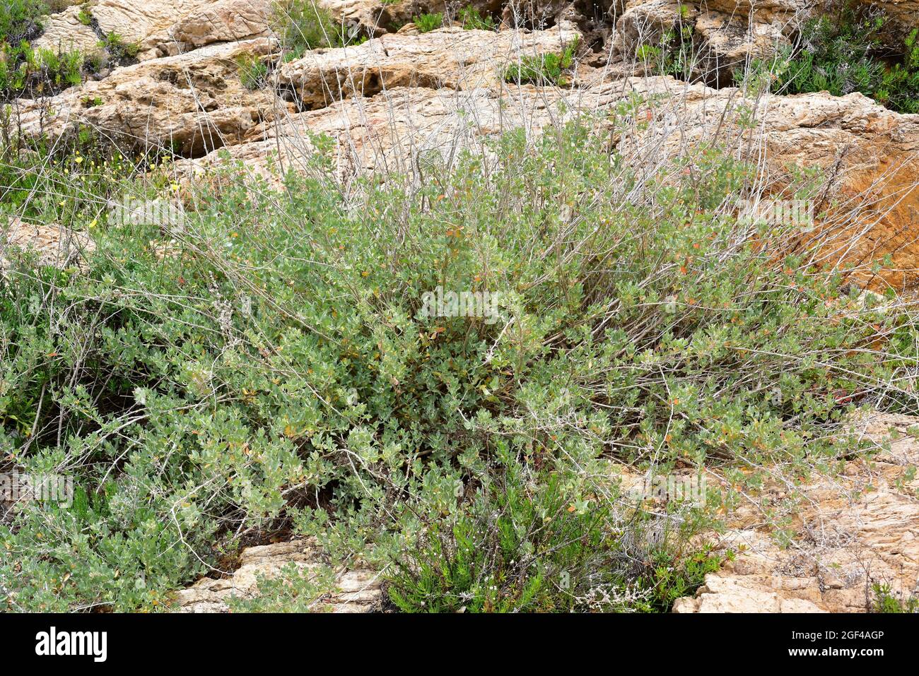 Mediterranean sa hi-res stock photography and images - Alamy