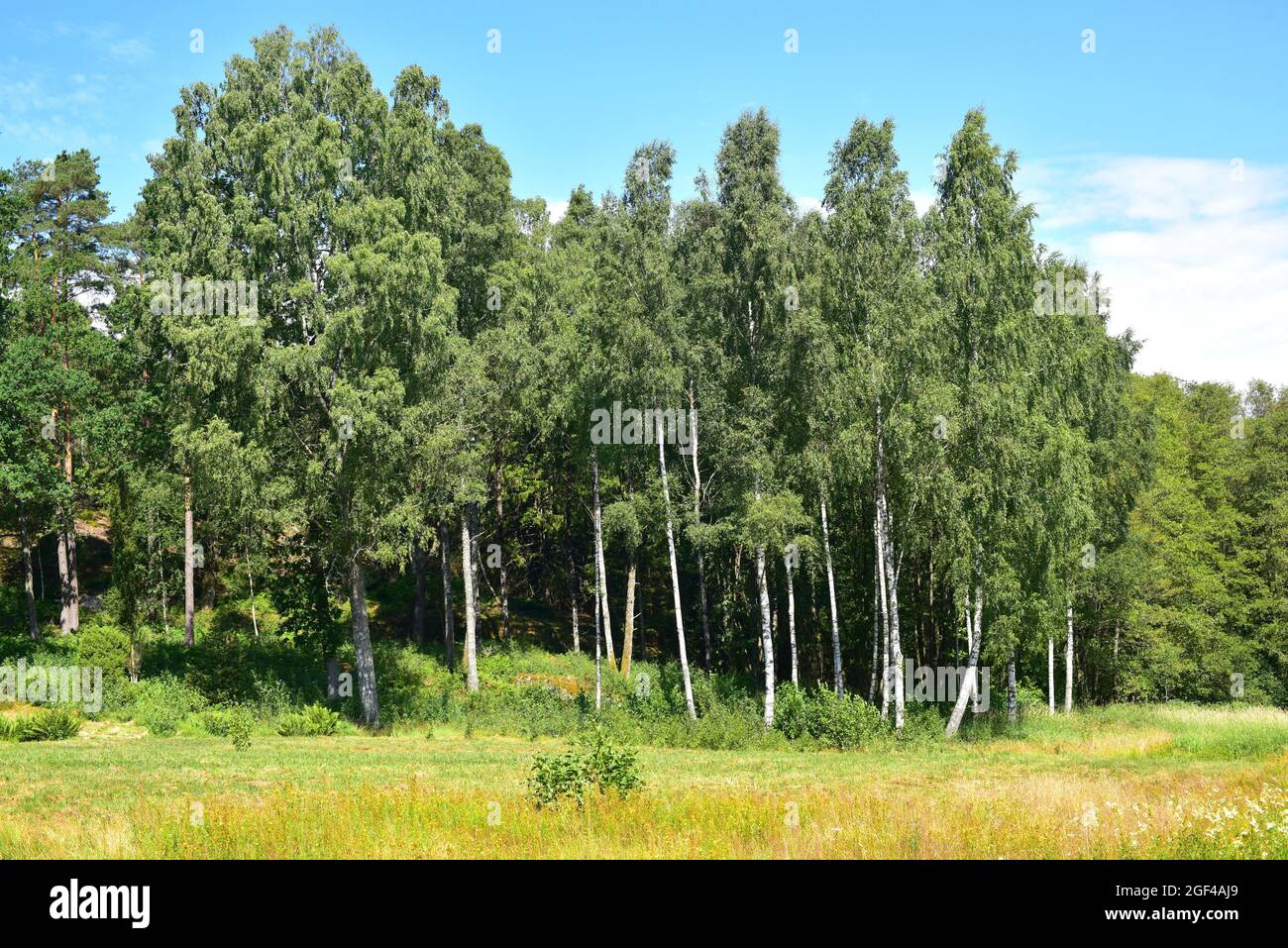 Birch tree in deciduous forest hi-res stock photography and images - Alamy