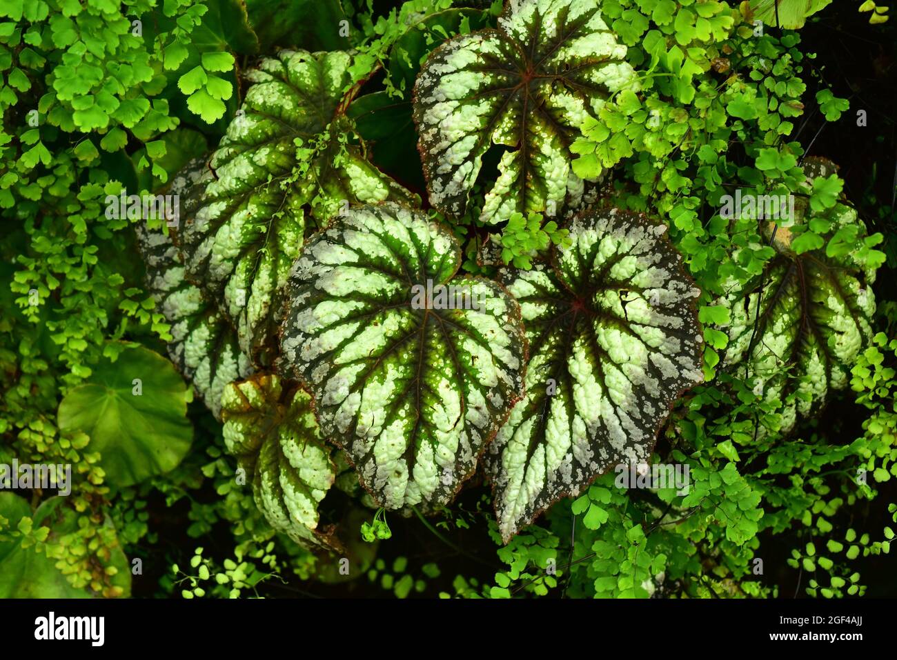 Rex Begonia Begonia Rex High Resolution Stock Photography and Images ...