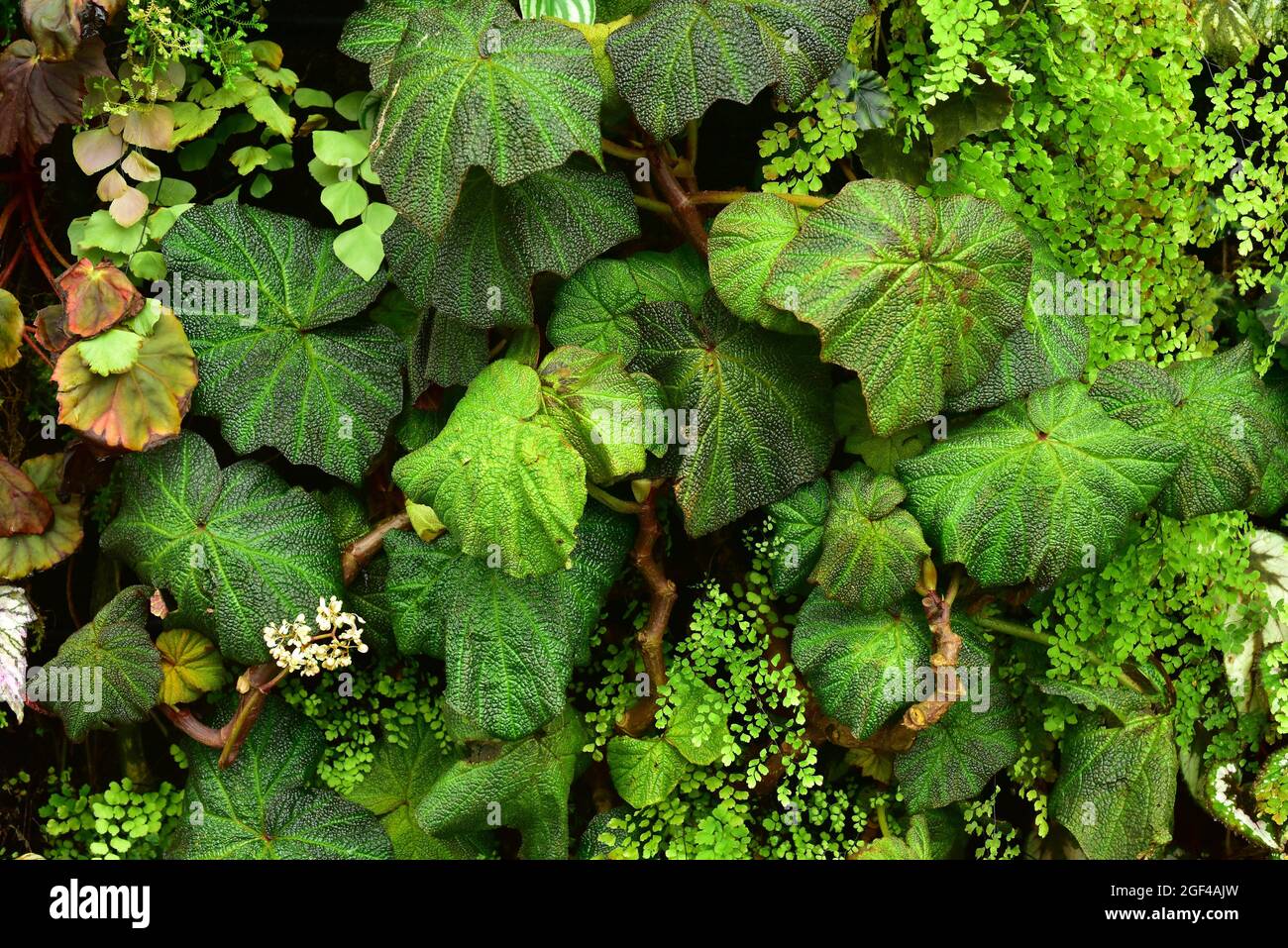 Rex Begonia Begonia Rex High Resolution Stock Photography and Images ...