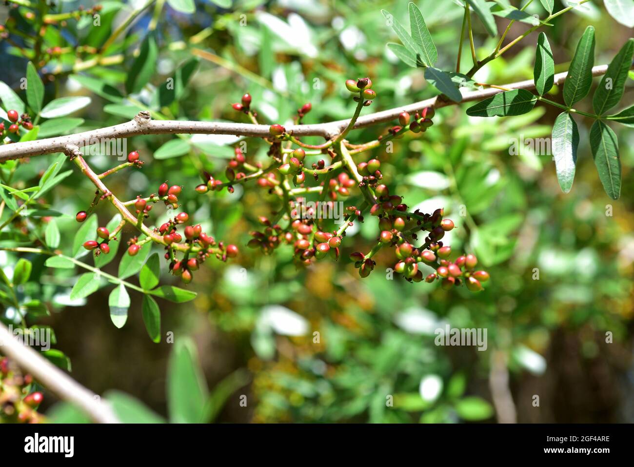 Turpentine pistacia hi-res stock photography and images - Alamy