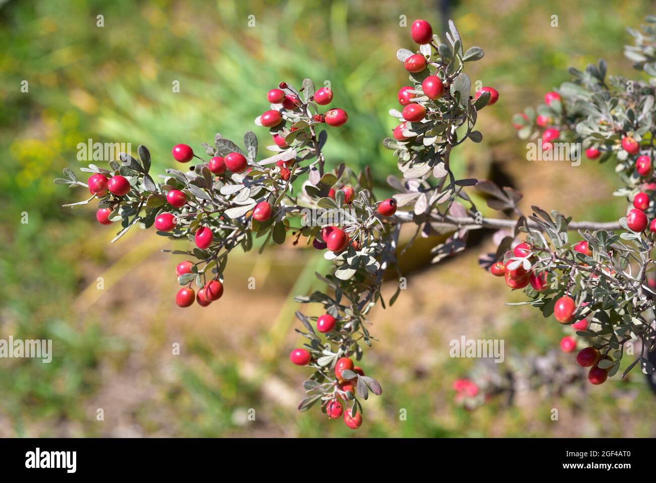 Spiny fruit hi-res stock photography and images - Alamy