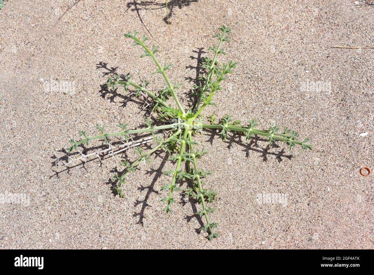 Zanahoria High Resolution Stock Photography and Images - Alamy