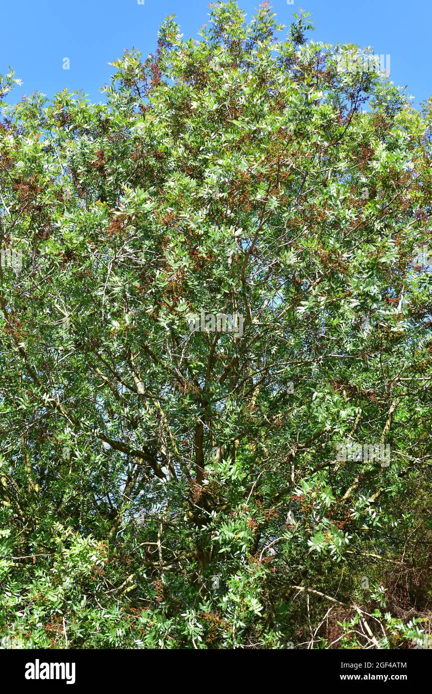 Mastic tree hi-res stock photography and images - Alamy