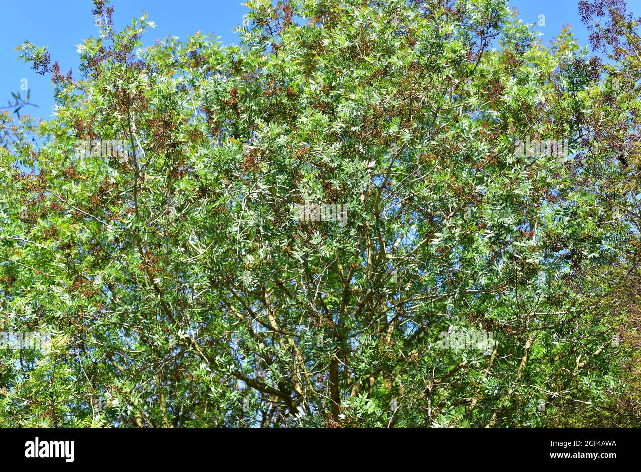 Almacigo tree hi-res stock photography and images - Alamy