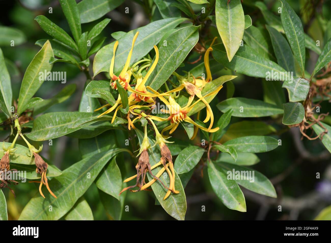 Strophanthus africa hi-res stock photography and images - Alamy