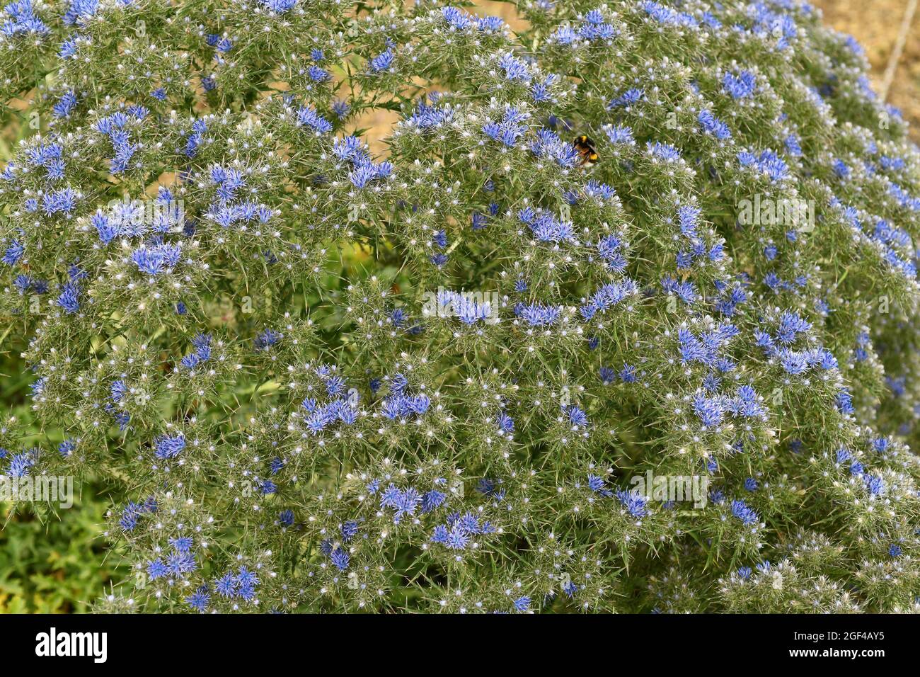 Spiny Plant High Resolution Stock Photography and Images - Alamy