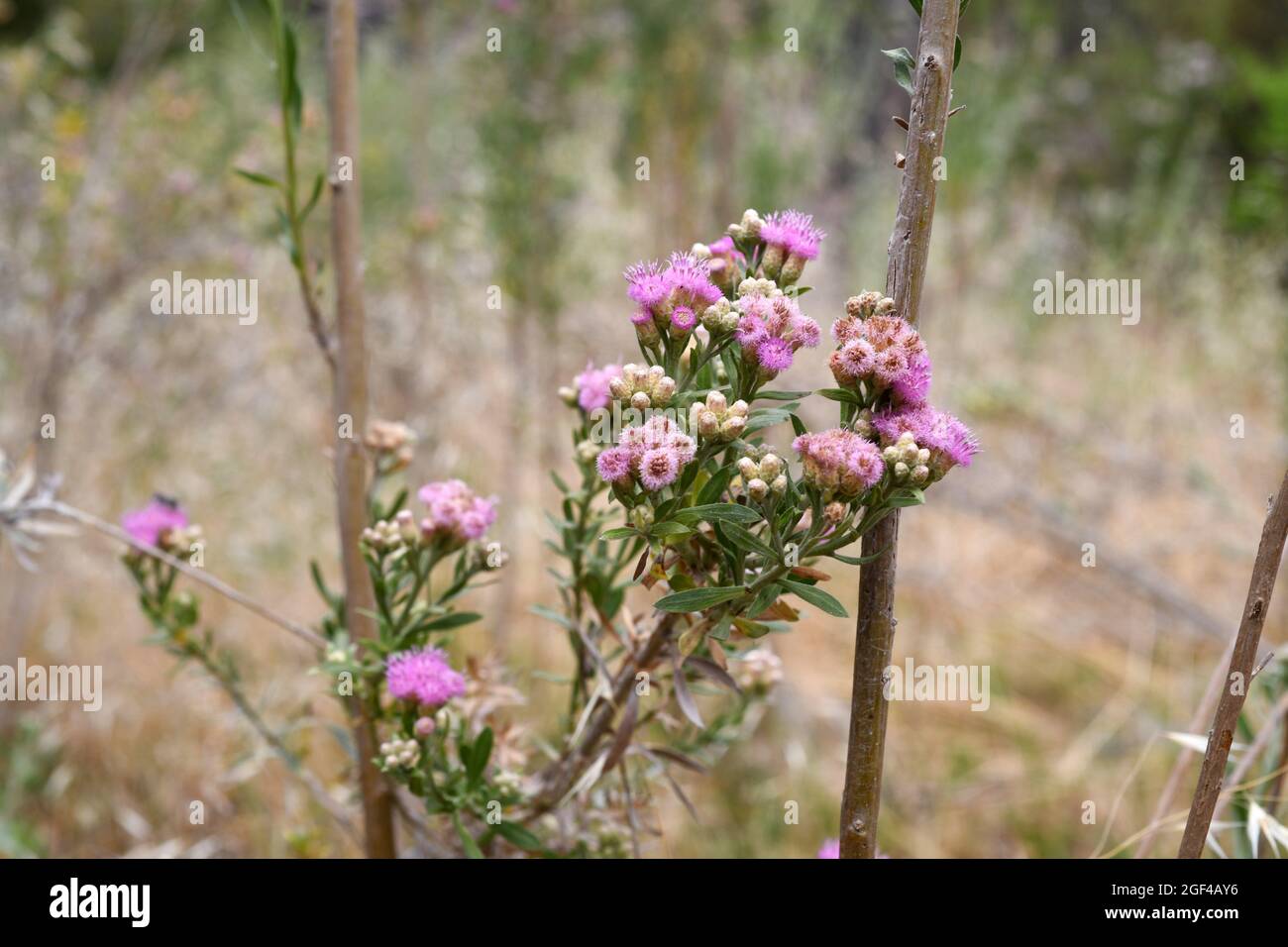 Arrowweed hi-res stock photography and images - Alamy