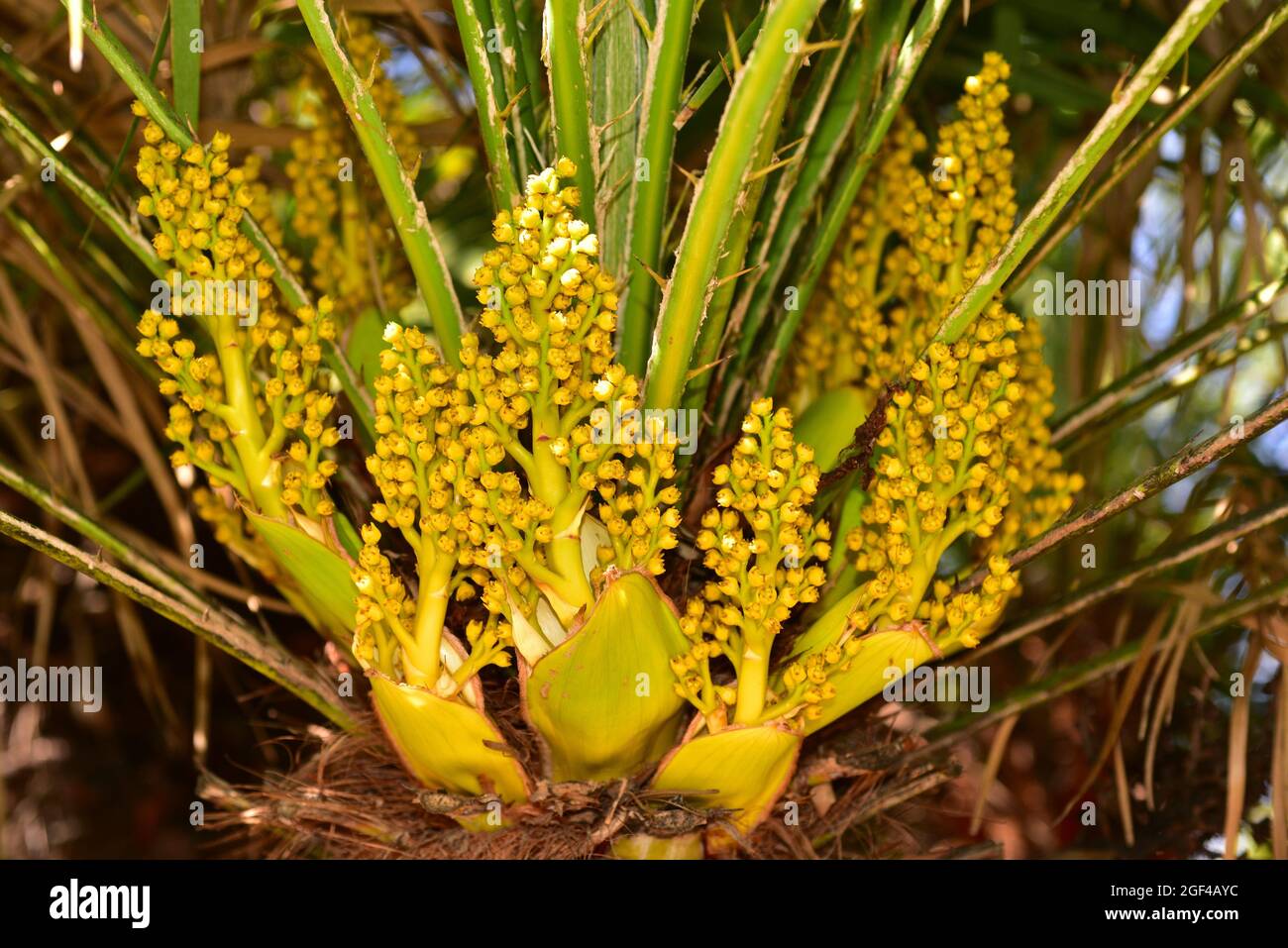 Mediterranean Fan Palm High Resolution Stock Photography and Images - Alamy