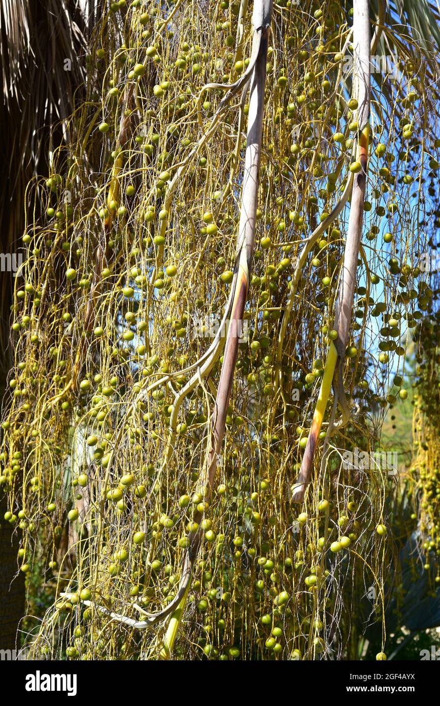 Endemic palm hi-res stock photography and images - Alamy