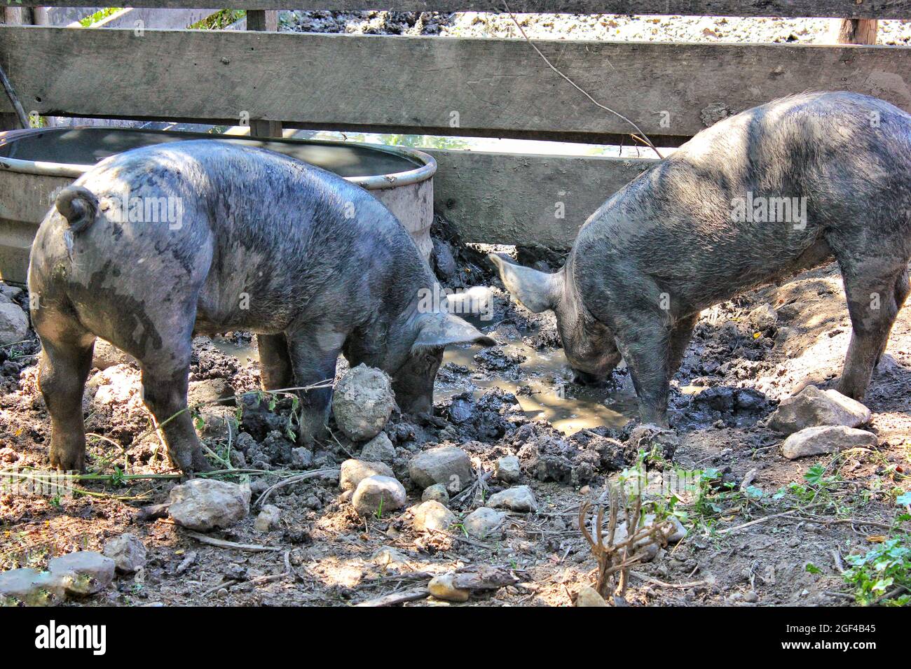 Smell bad barn hi-res stock photography and images - Alamy