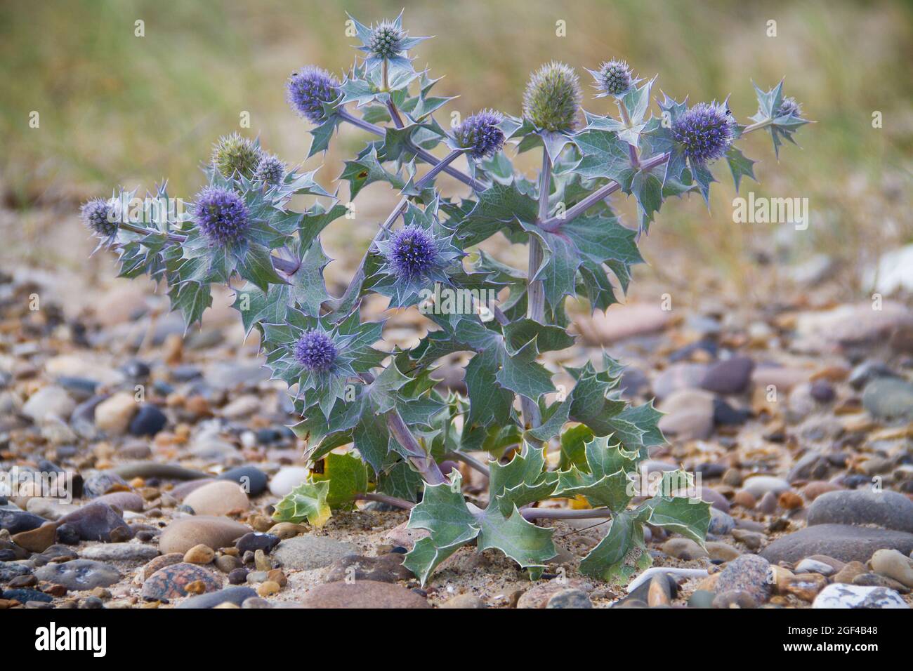 Sea holly or Seaside eryngo, a prickly thistle with blue flowers Stock ...