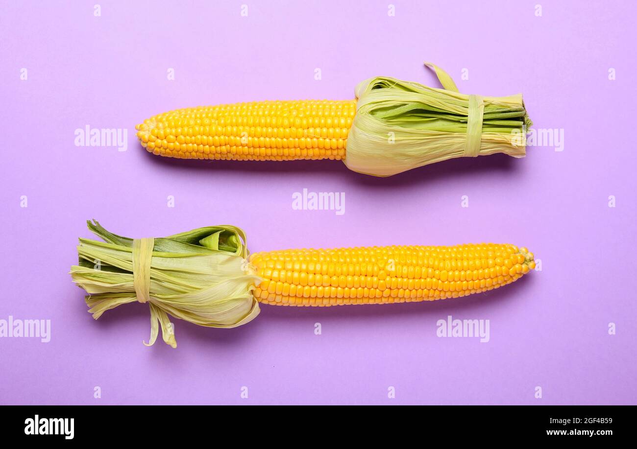 Fresh corn cobs on color background Stock Photo - Alamy