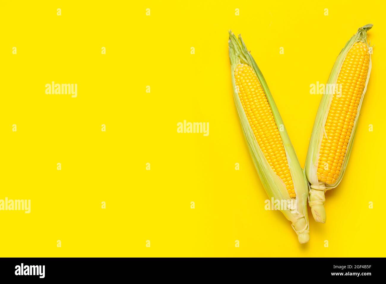 Fresh corn cobs on color background Stock Photo - Alamy