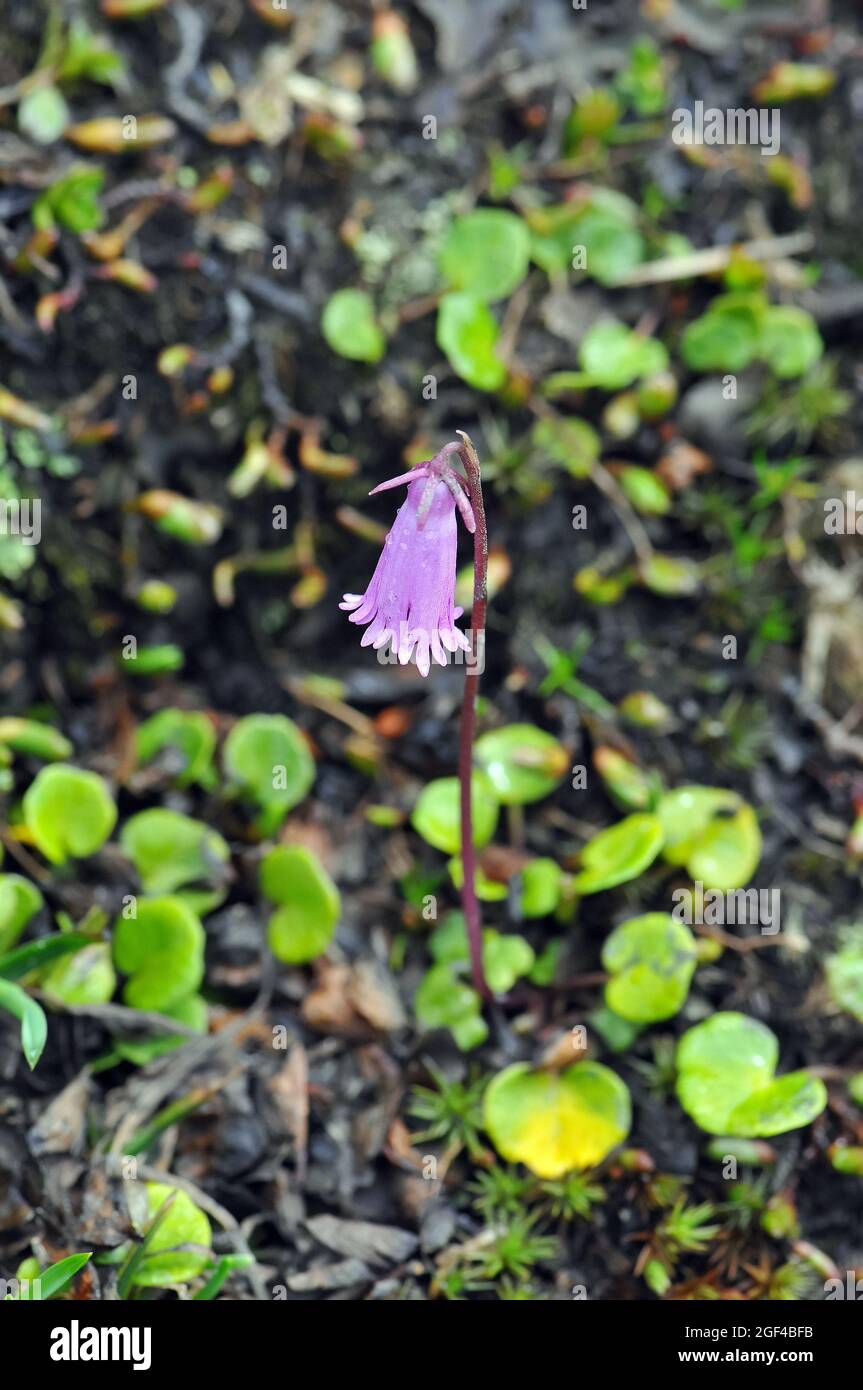 alpine snowbell or blue moonwort, Alpen-Soldanelle, Alpentroddelblume ...