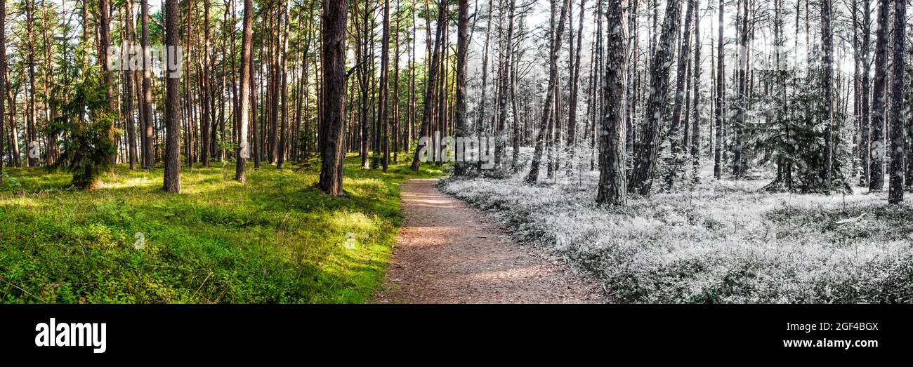 Summer and winter are combined in one photo. Change of winter and ...