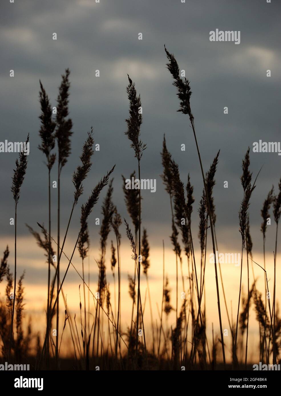 Ecosystem marsh hi-res stock photography and images - Alamy