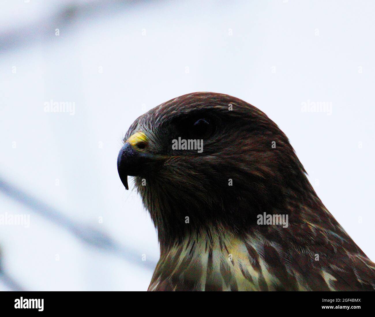 Photographing buzzards hi-res stock photography and images - Alamy