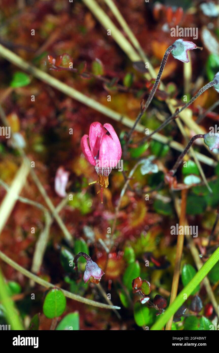 small cranberry, bog cranberry, swamp cranberry, Gewöhnliche Moosbeere ...
