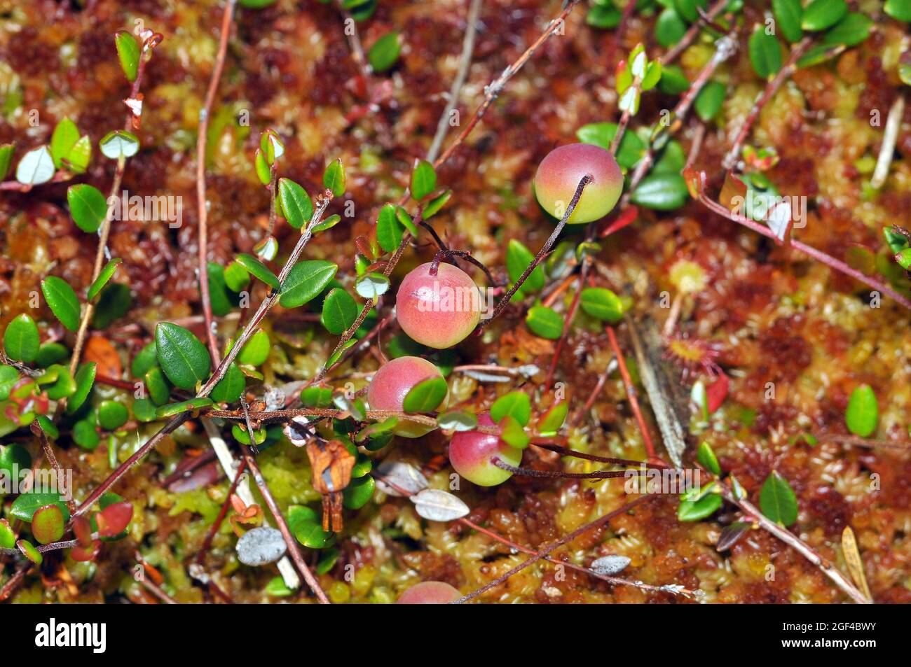 small cranberry, bog cranberry, swamp cranberry, Gewöhnliche Moosbeere ...