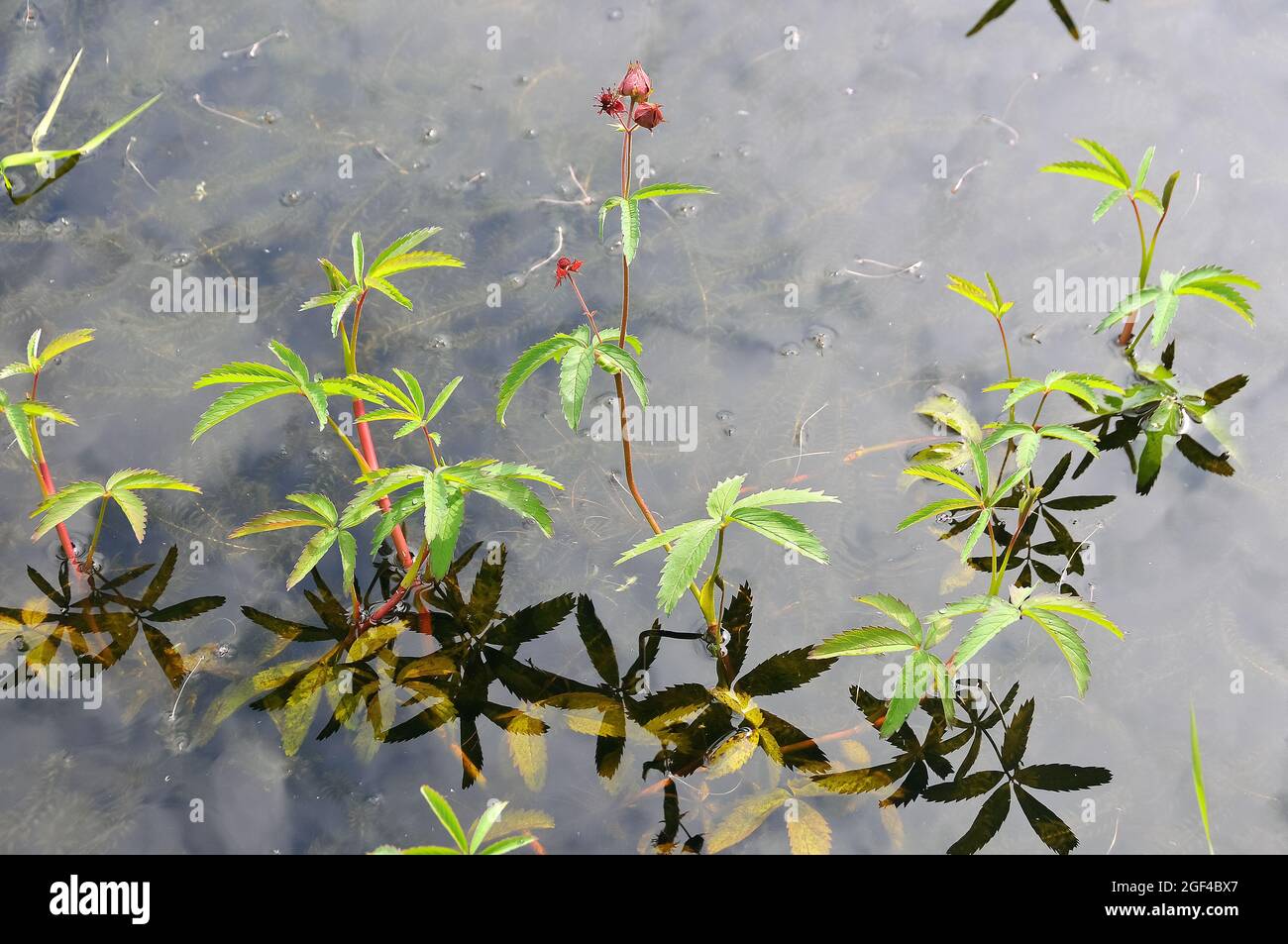 purple marshlocks, swamp cinquefoil and marsh cinquefoil, Sumpf ...