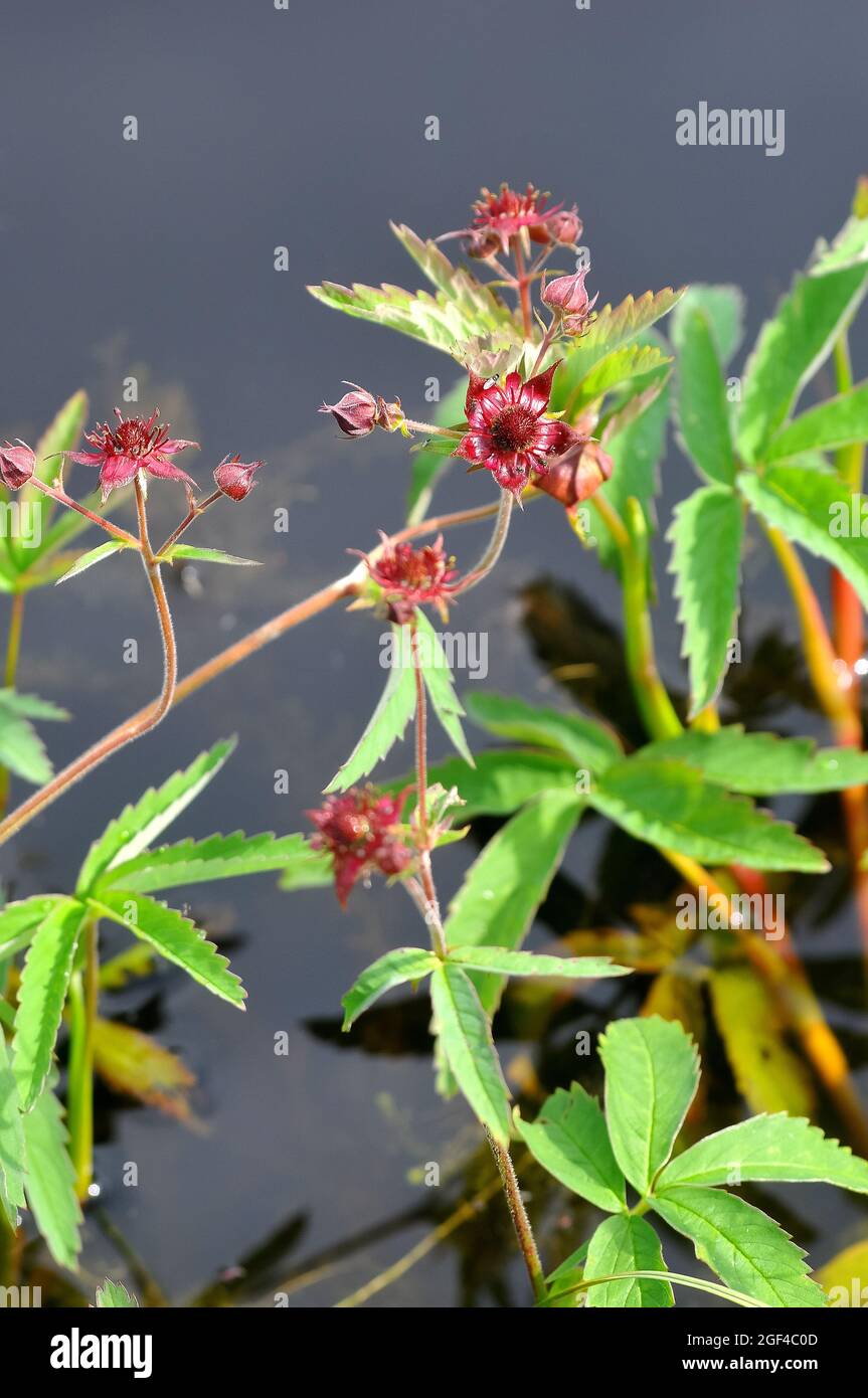 Sumpf cinquefoil hi-res stock photography and images - Alamy