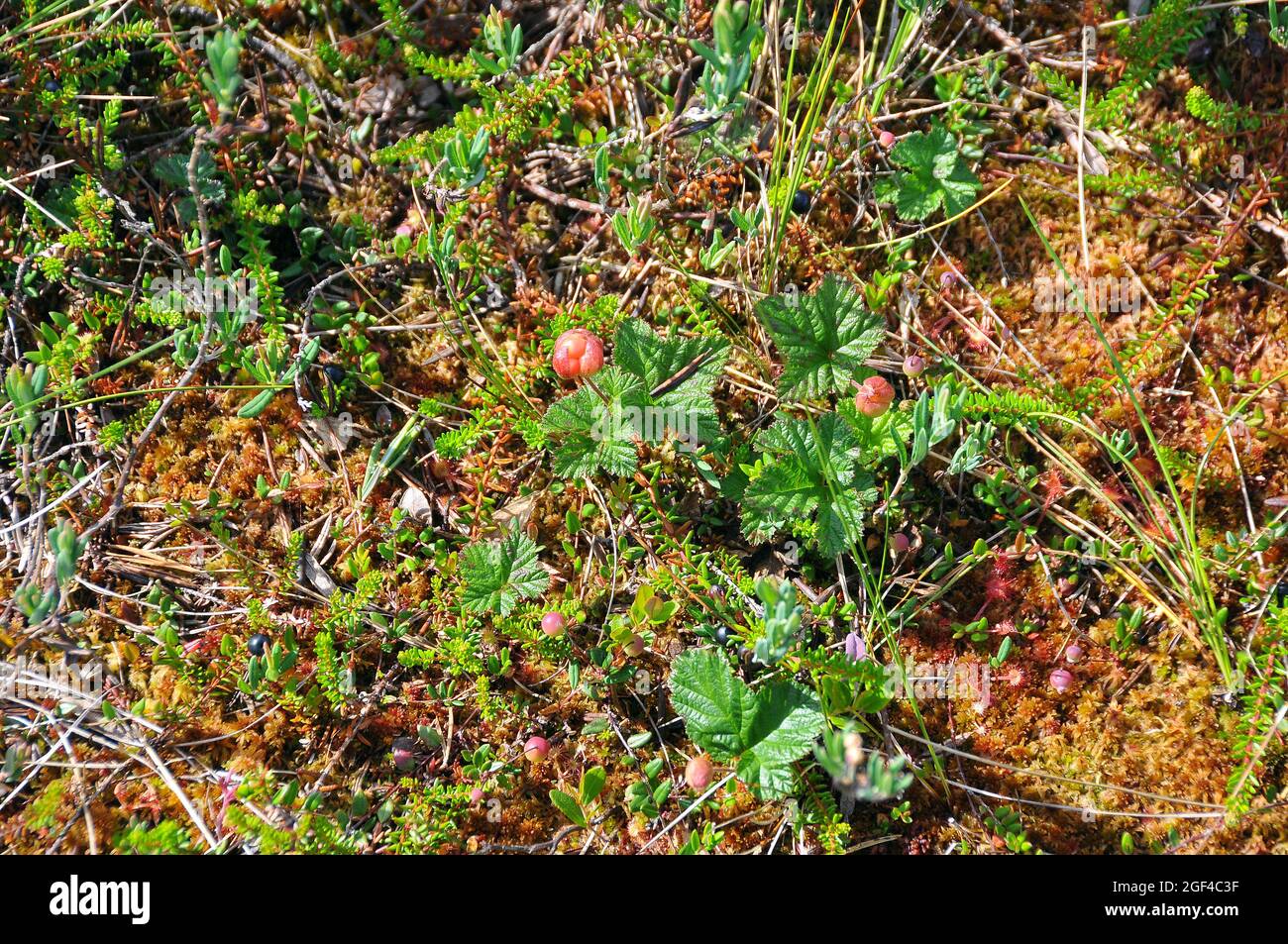 Chamaemorus hi-res stock photography and images - Alamy