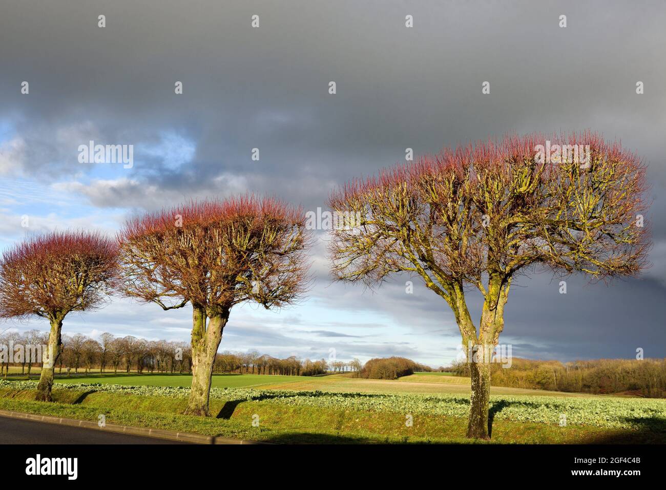 Pruned lime trees hi-res stock photography and images - Alamy