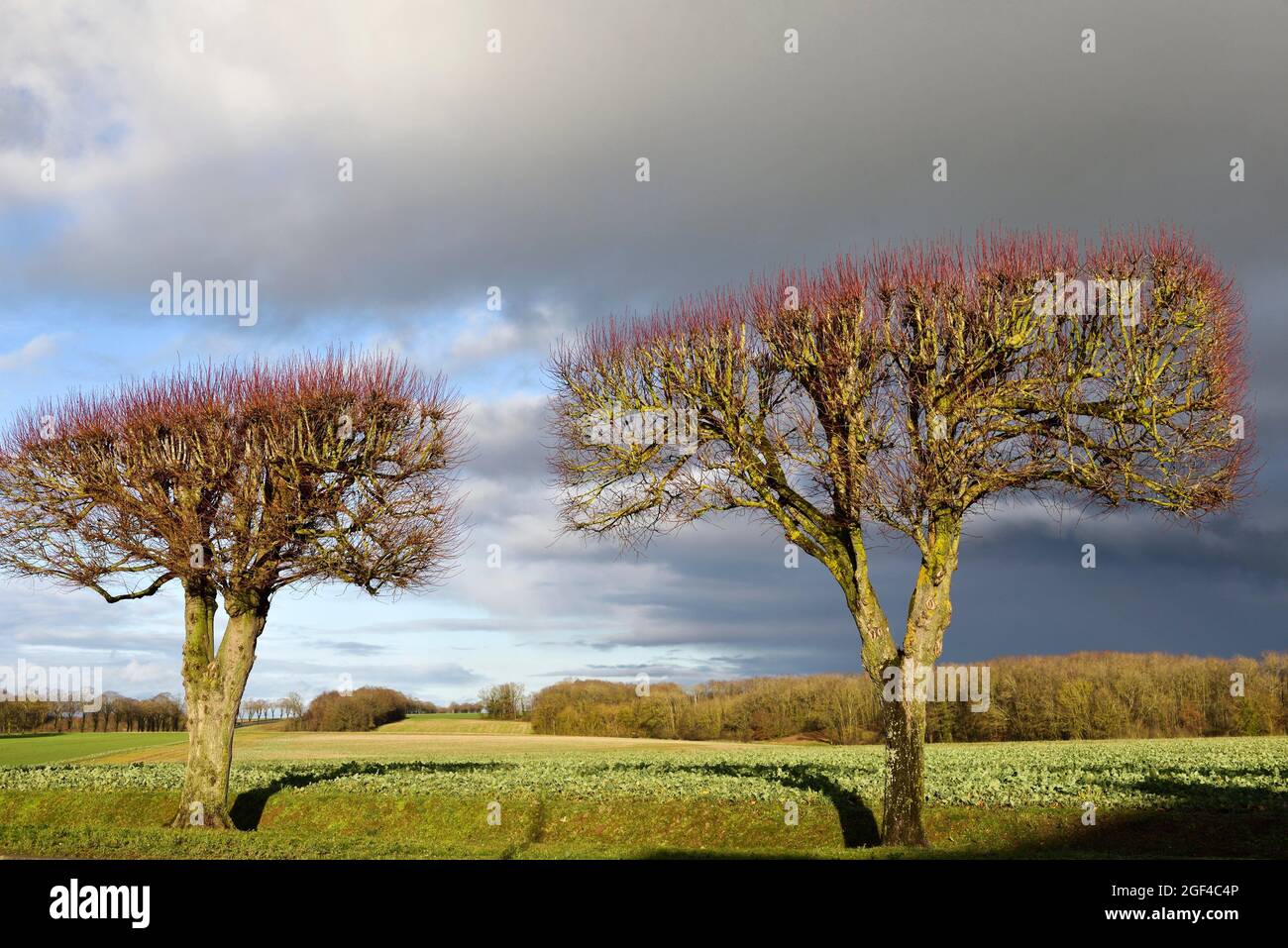 Under the lime trees hi-res stock photography and images - Alamy