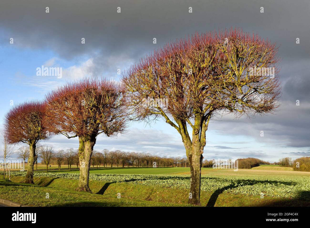 Under the lime trees hi-res stock photography and images - Alamy