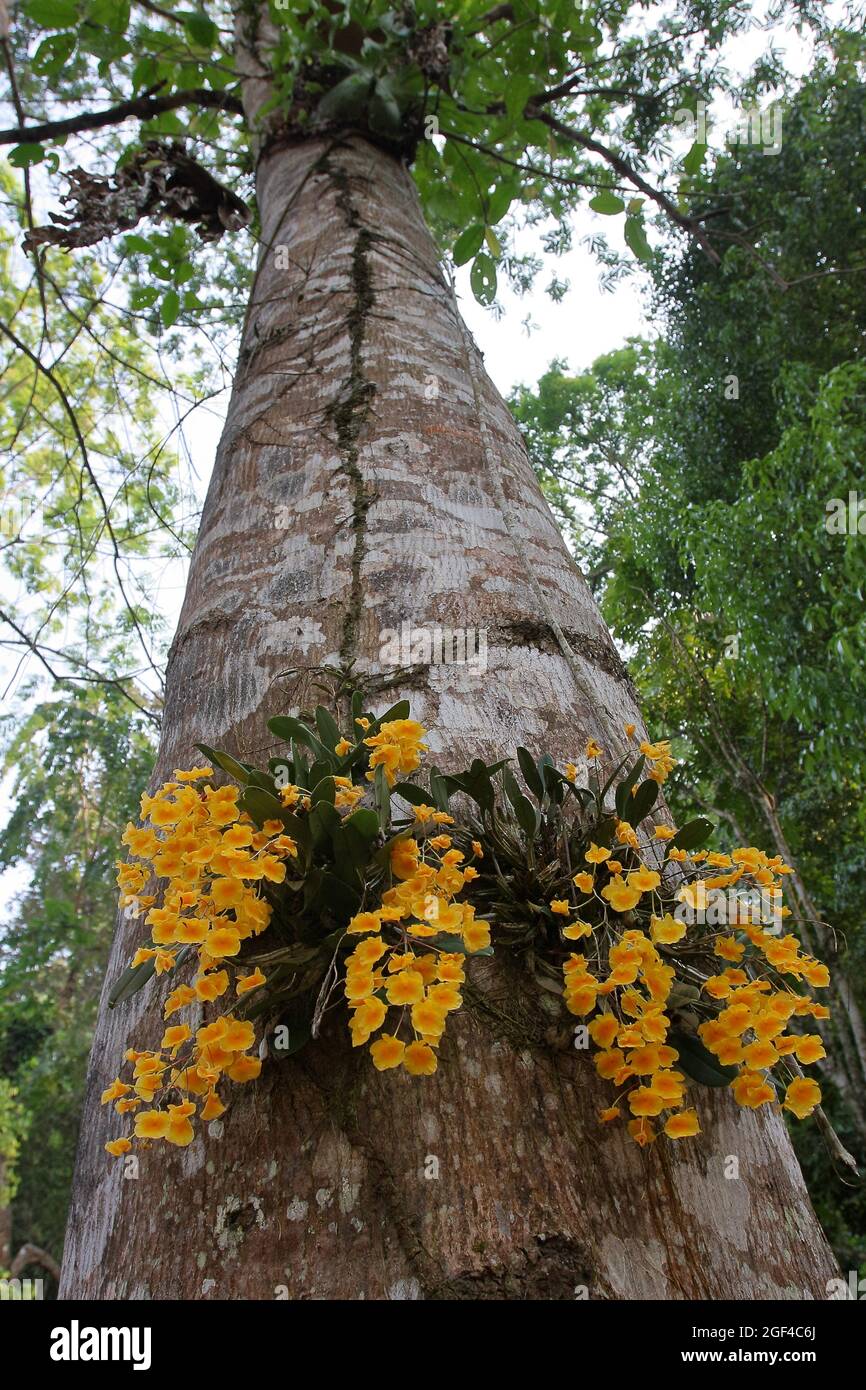 Dendrobium Aggregatum High Resolution Stock Photography and Images - Alamy