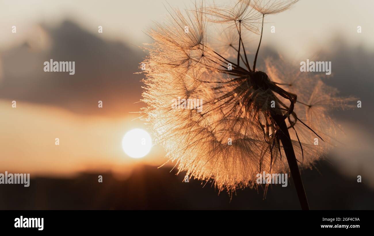dandelion at sunset . Freedom to Wish. Dandelion silhouette fluffy flower on sunset sky. Seed ...